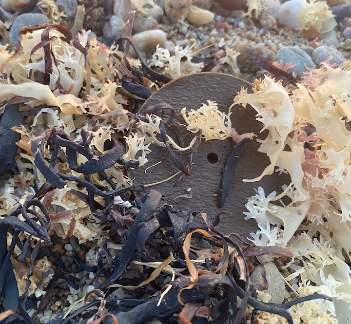 spark & museLISA LILLIBRIDGE