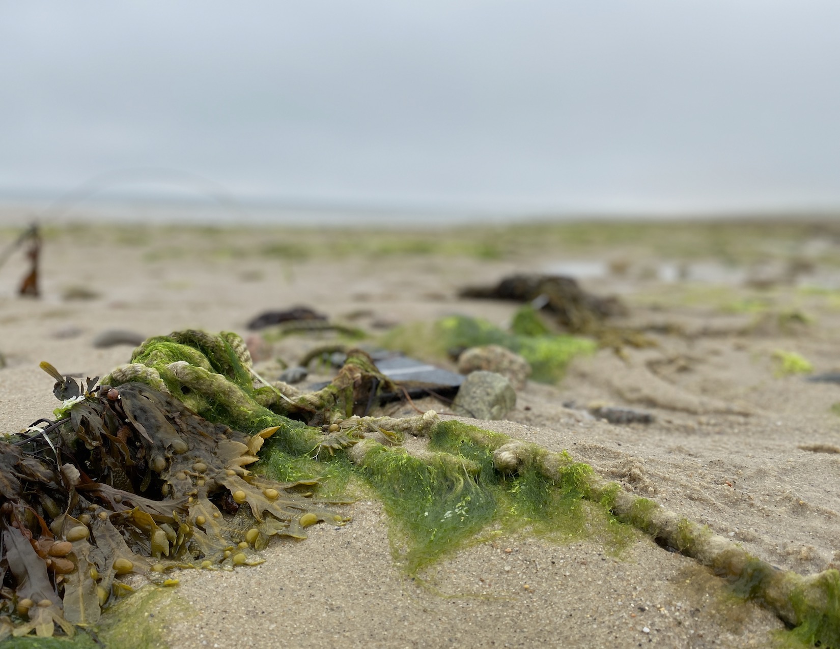 spark & museLISA LILLIBRIDGE