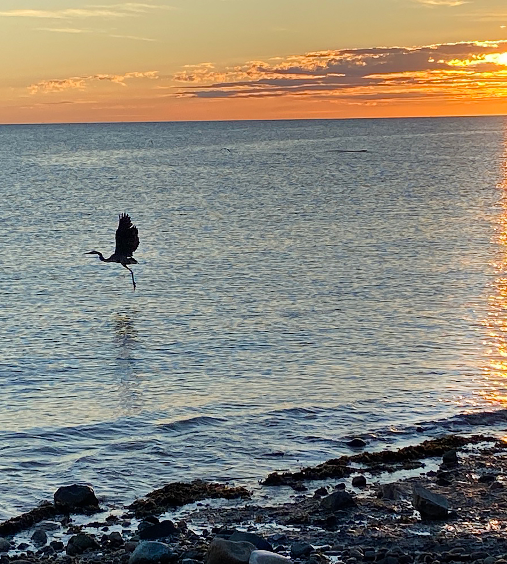 spark & museLISA LILLIBRIDGE